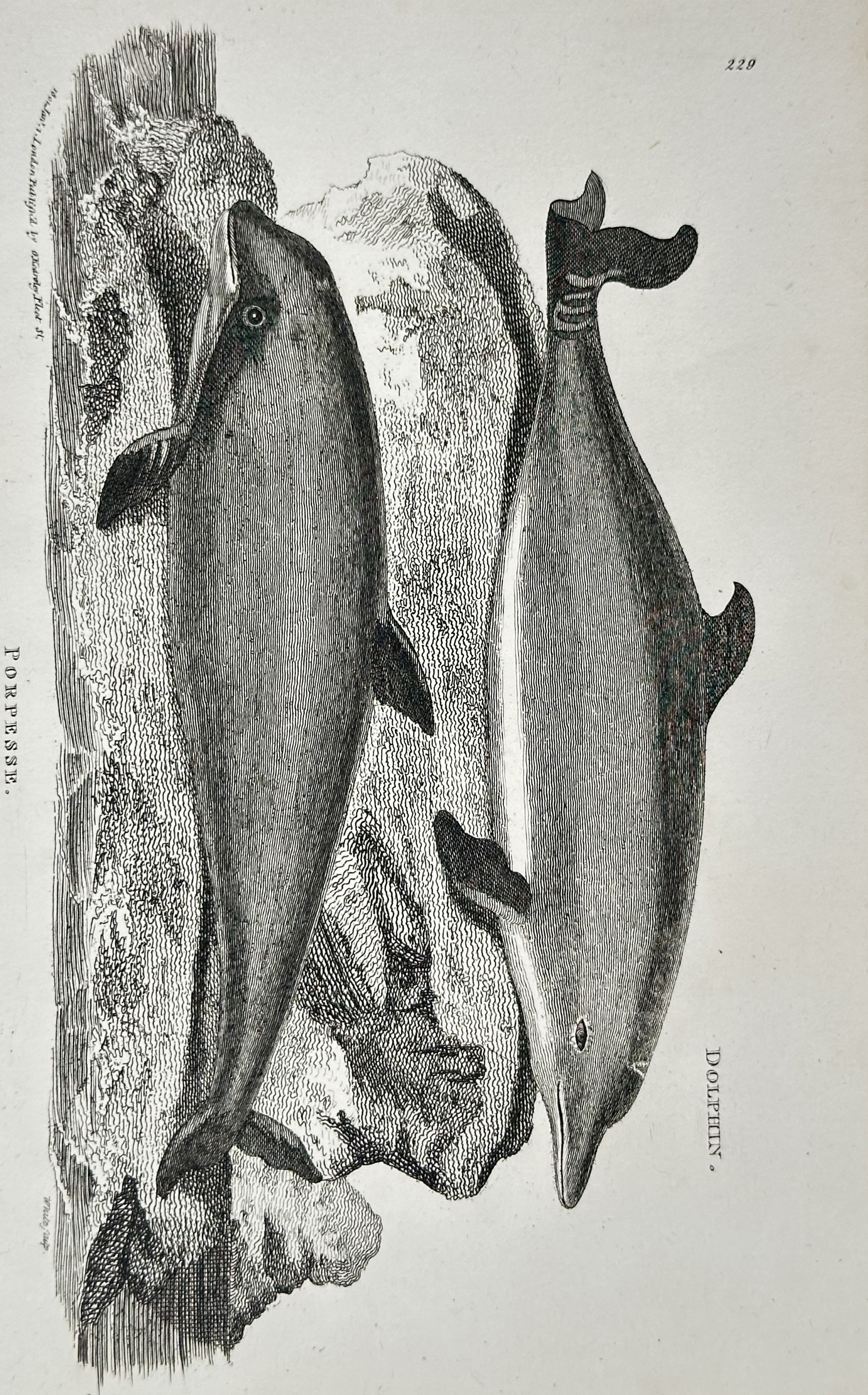 George Shaw (1751–1813) – Dolphin and Porpesse – Engrav | Auktion