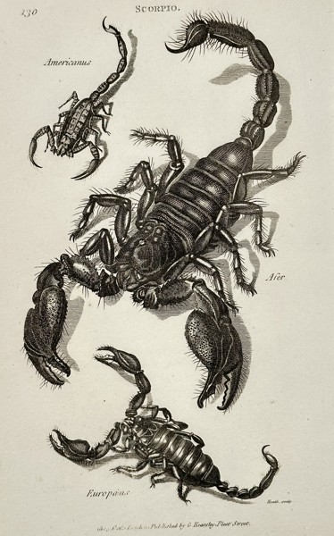 George Shaw (1751–1813) – Scorpio … | Auktion.se