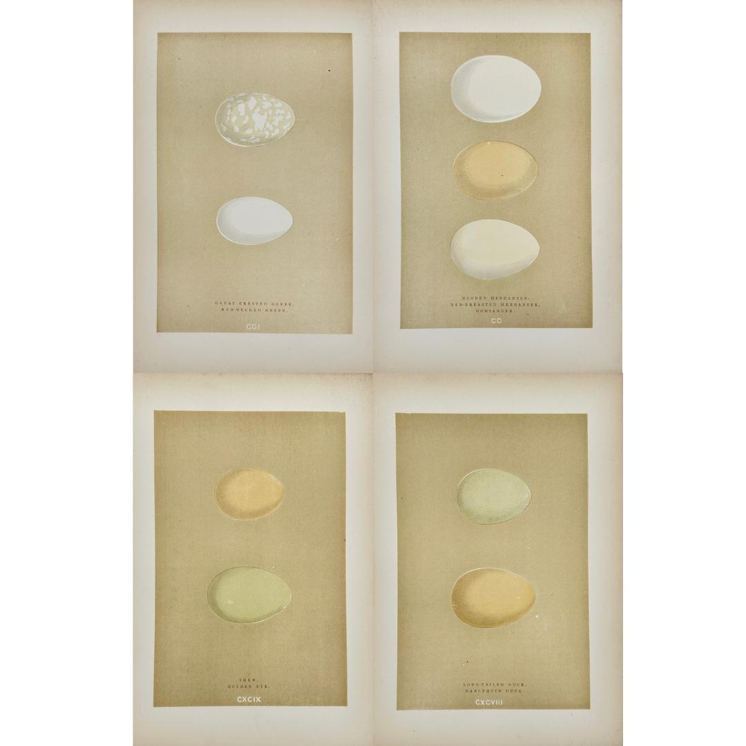 Francis Orpen Morris - Set of 4 Bird Egg Prints - Long- | Auktion