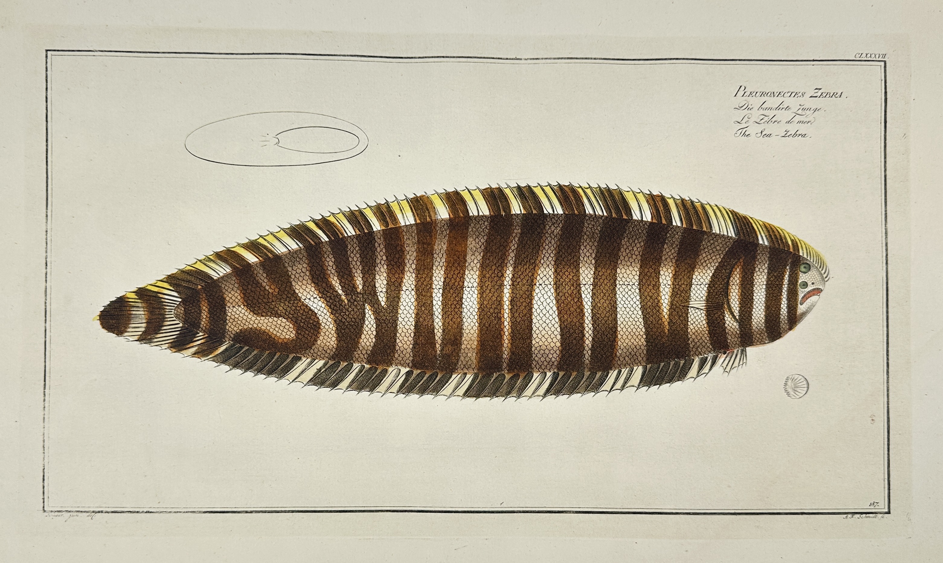 Marcus Elieser Bloch (1723–1799) – Zebra Fish (Pleurone | Auktion