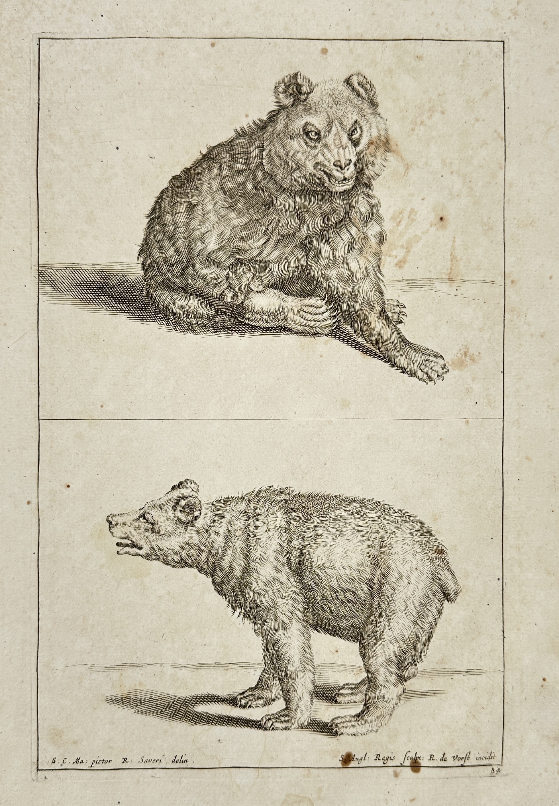 Reinier de Pers & R. Zanner – Study of Two Bears – Zool | Auktion