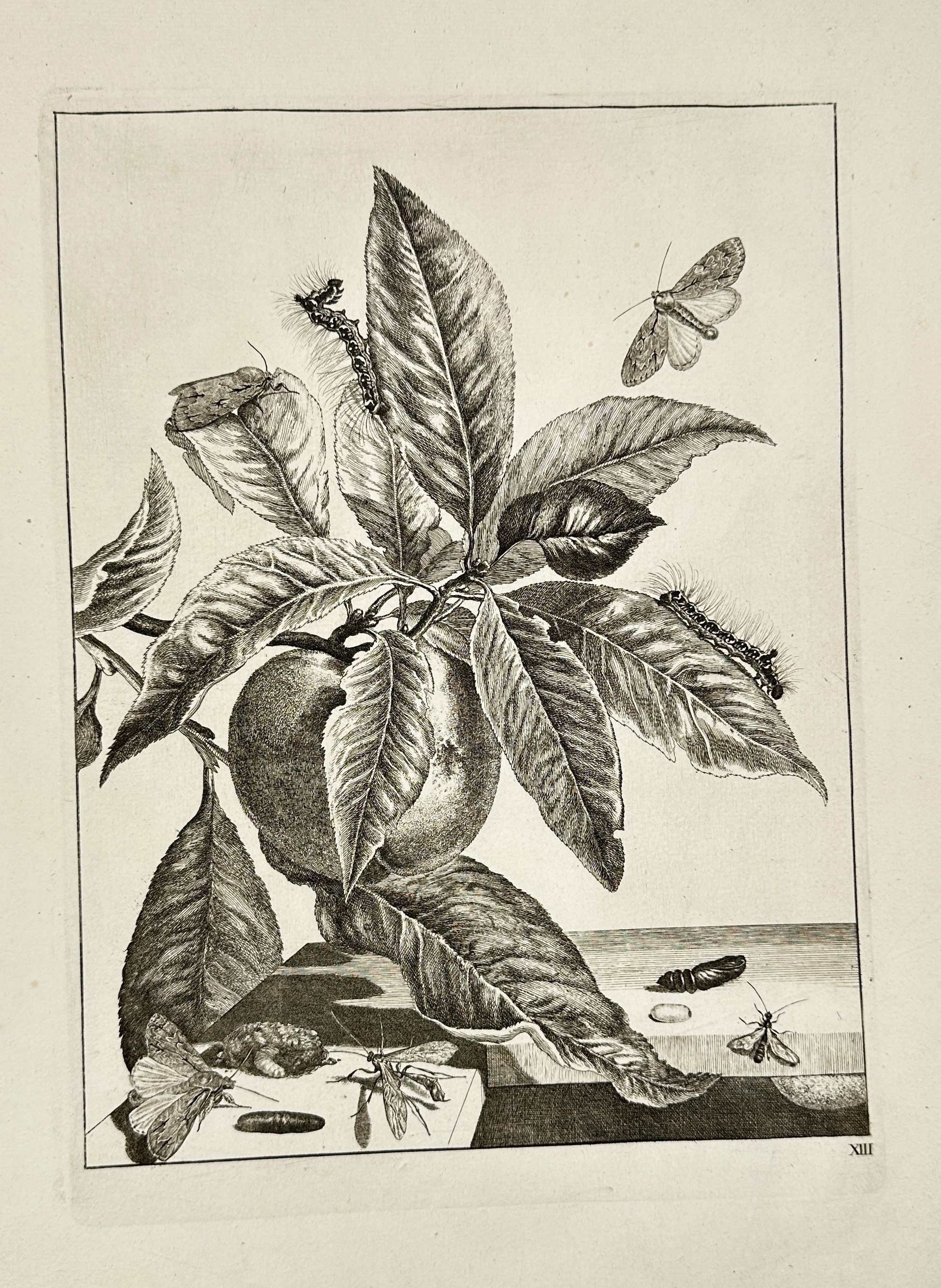Jacob L’Admiral (1700–1770) – Metamorphosis of Insects | Auktion