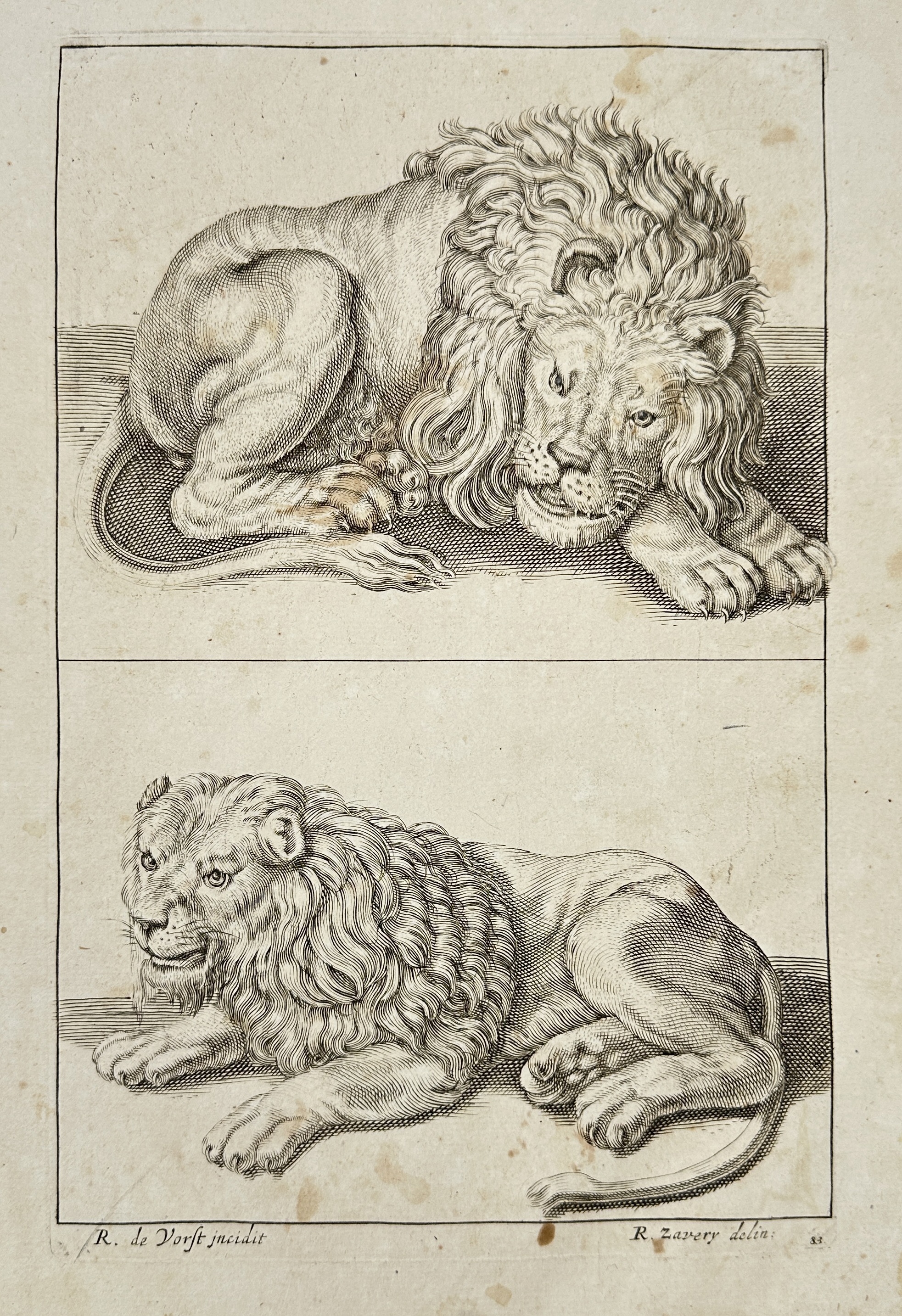Reinier de Pers & R. Zanner – Study of Two Lions – Zool | Auktion