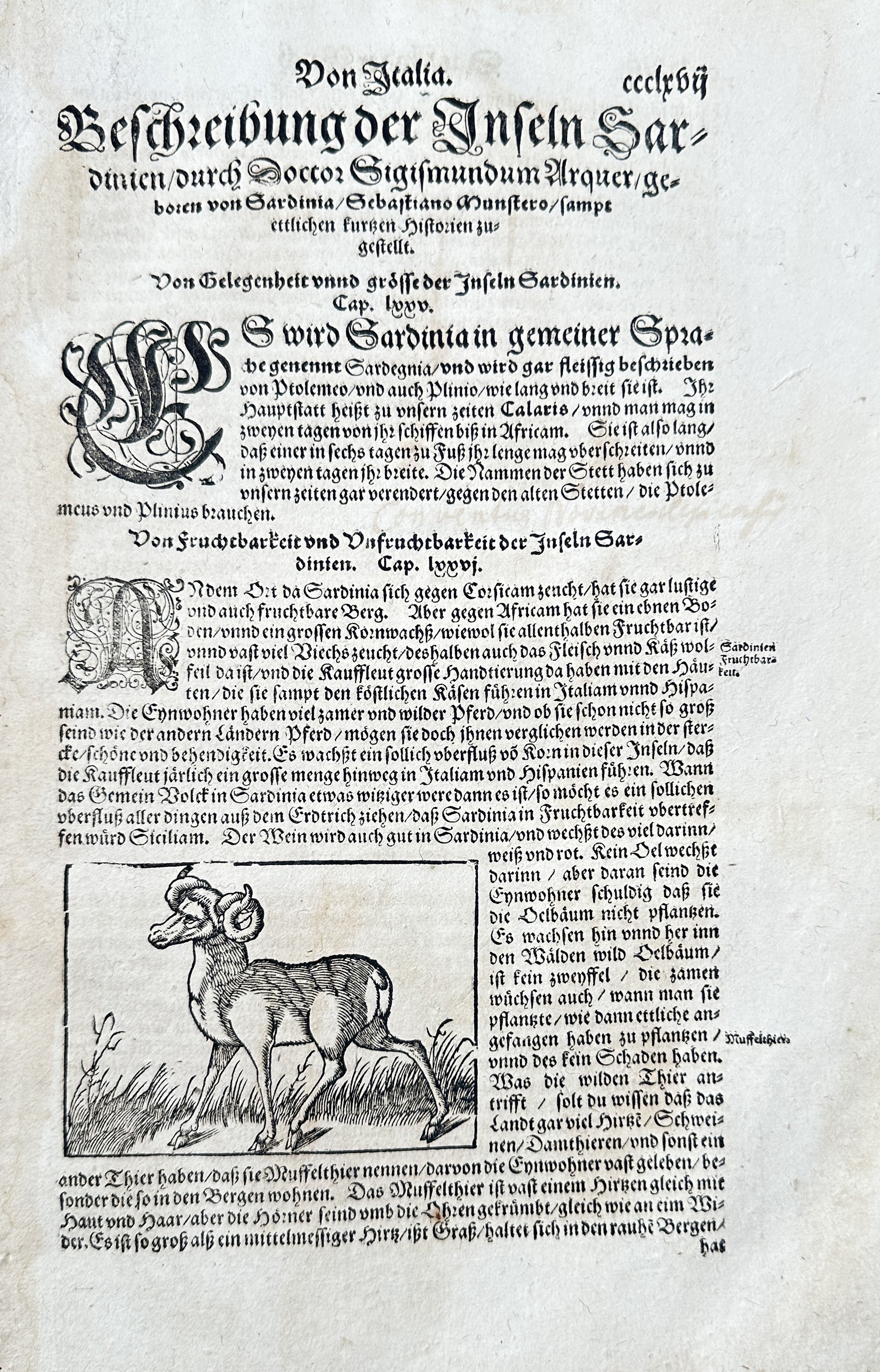 Sebastian Münster (1488–1552) – Ram of Sardinia – Woodc | Auktion