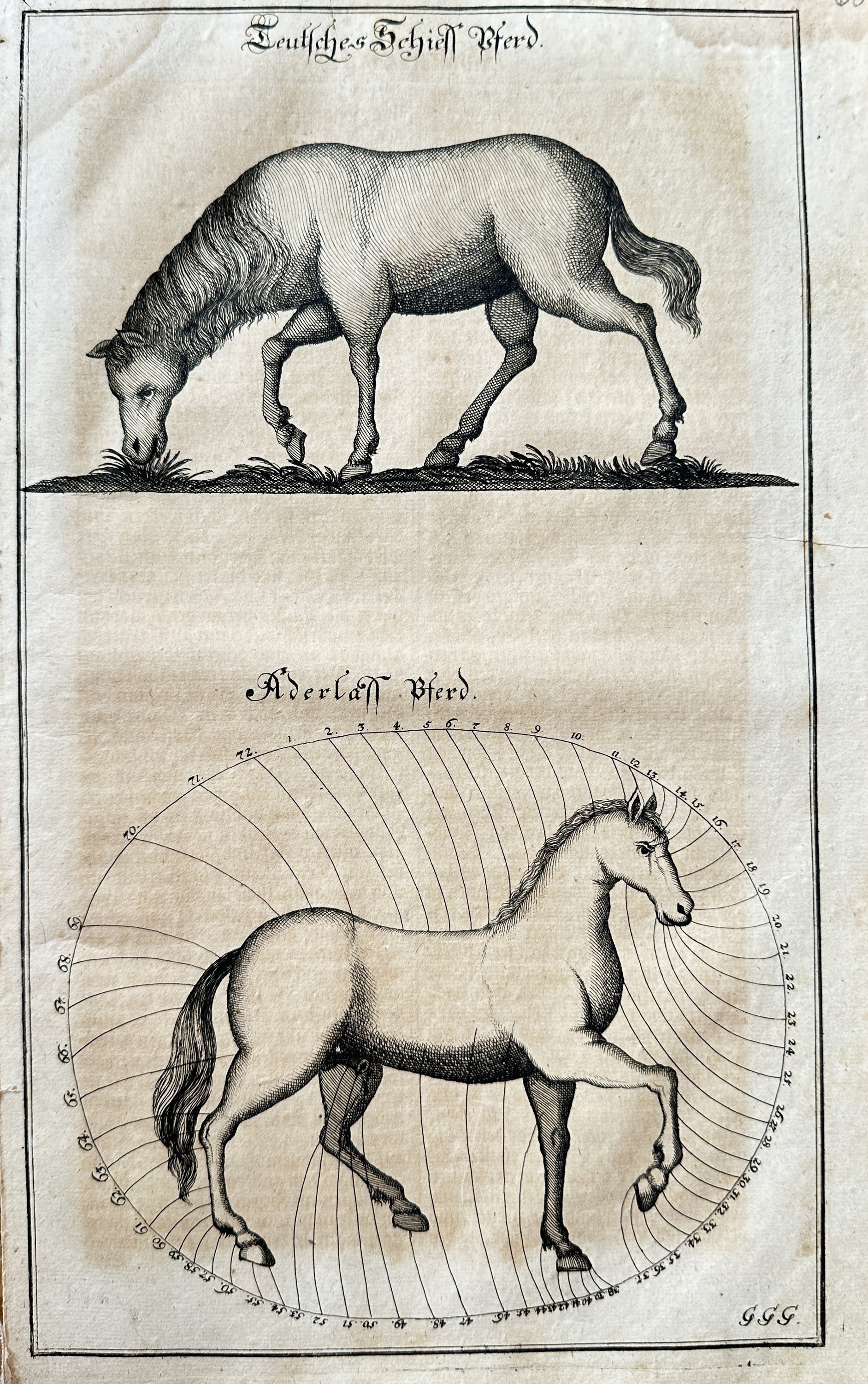 Hanns Friedrich von Fleming (1671–1733) – Horses for Sh | Auction