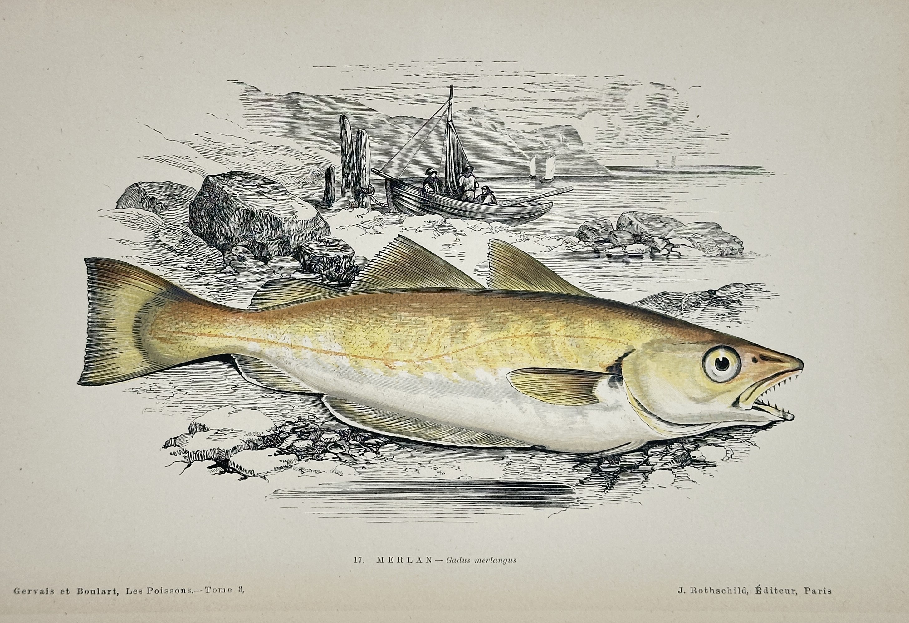 J. Rothschild – Whiting (Gadus Merlangus) – Engraving w | Auction