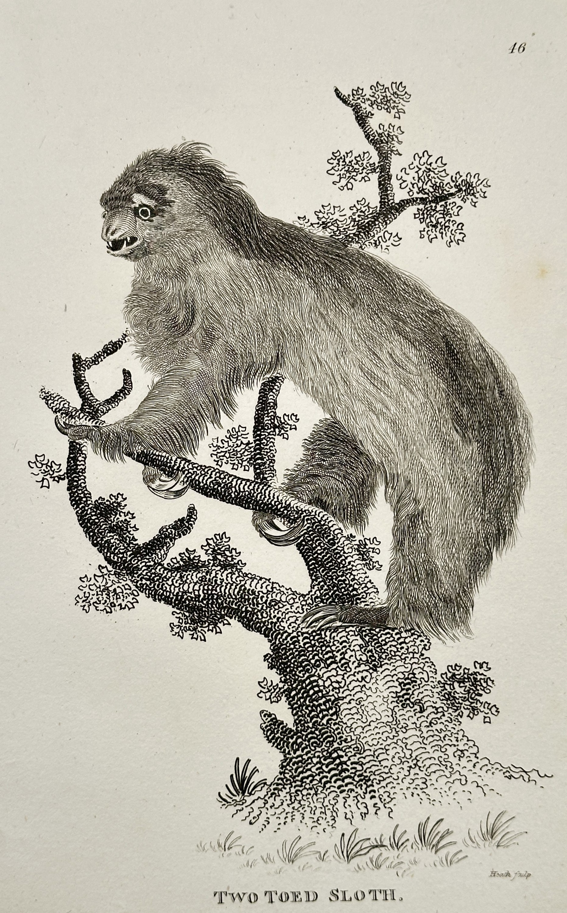 George Shaw (1751–1813) – Two-toed Sloth (Choloepus did | Auktion
