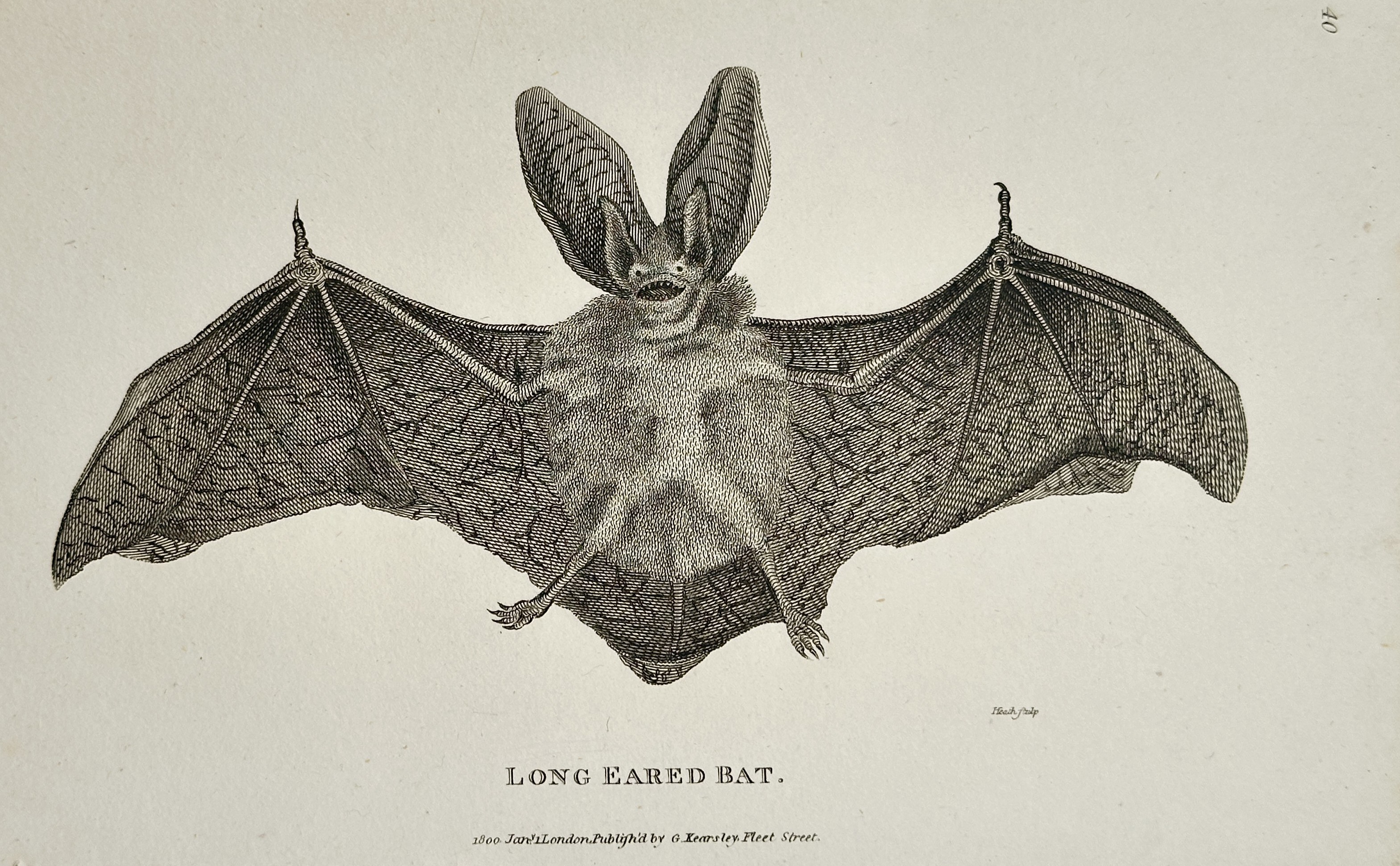 George Shaw (1751–1813) – Long Eared Bat – Engraving (c | Auktion