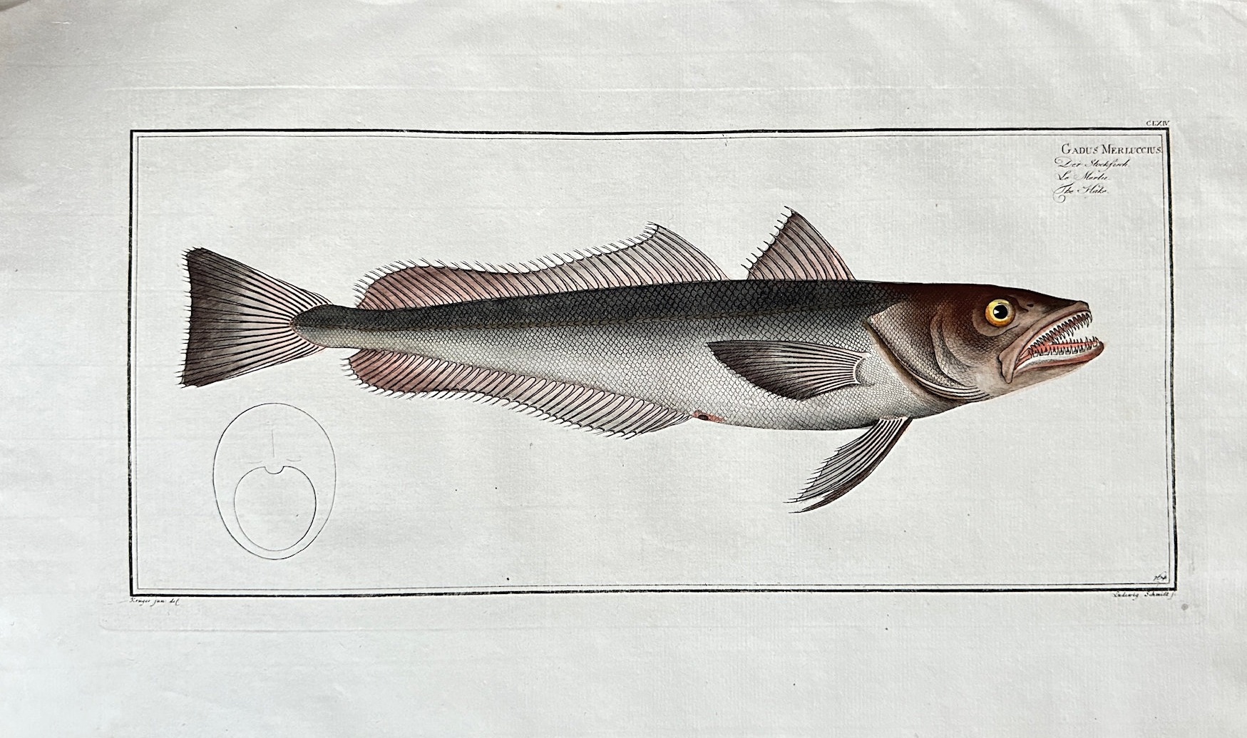 Marcus Elieser Bloch – The Hake (Gadus merluccius) – Ha | Auction