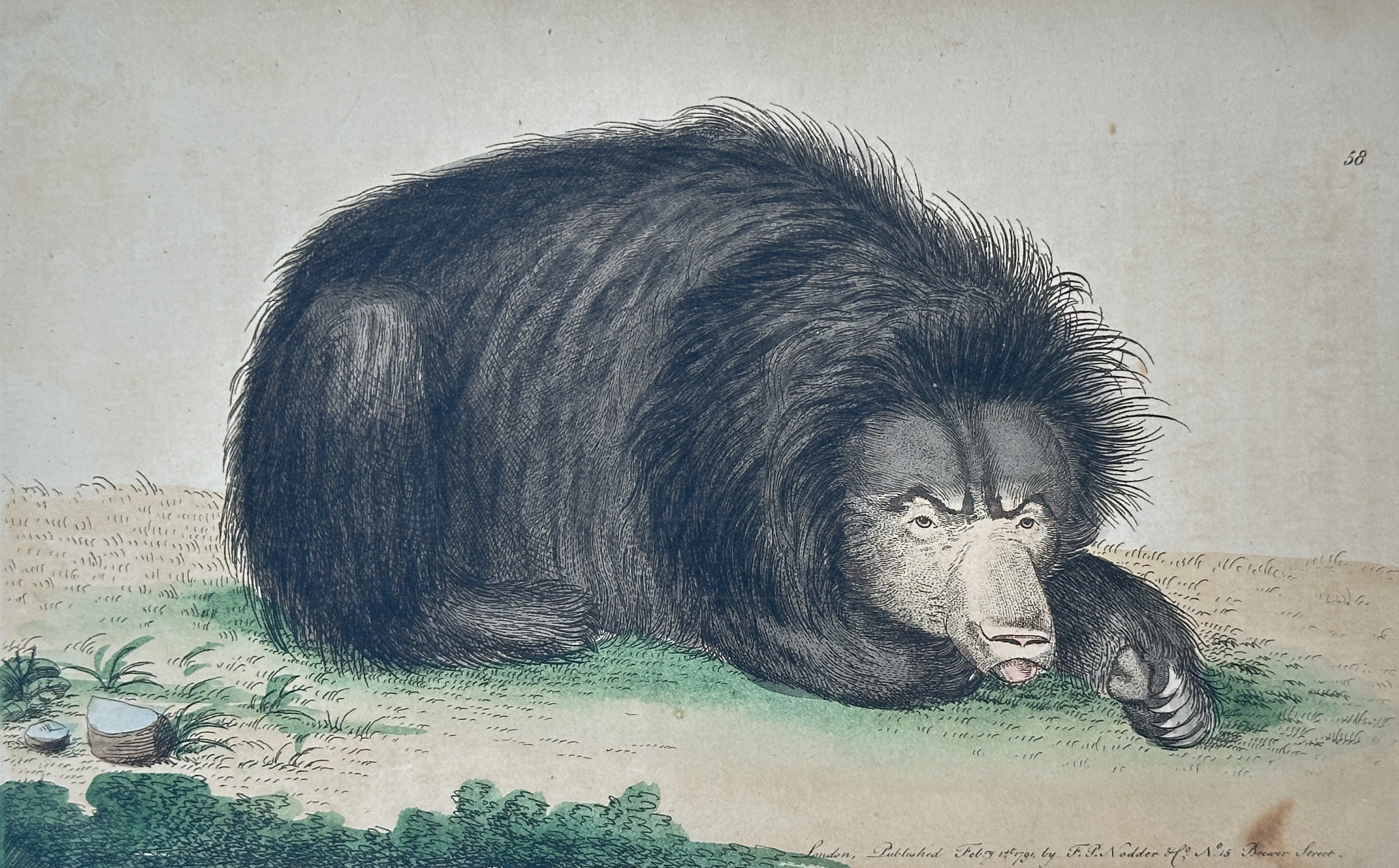 Frederick Polydore Nodder (c. 1770–1800) – The Ursine S | Auktion